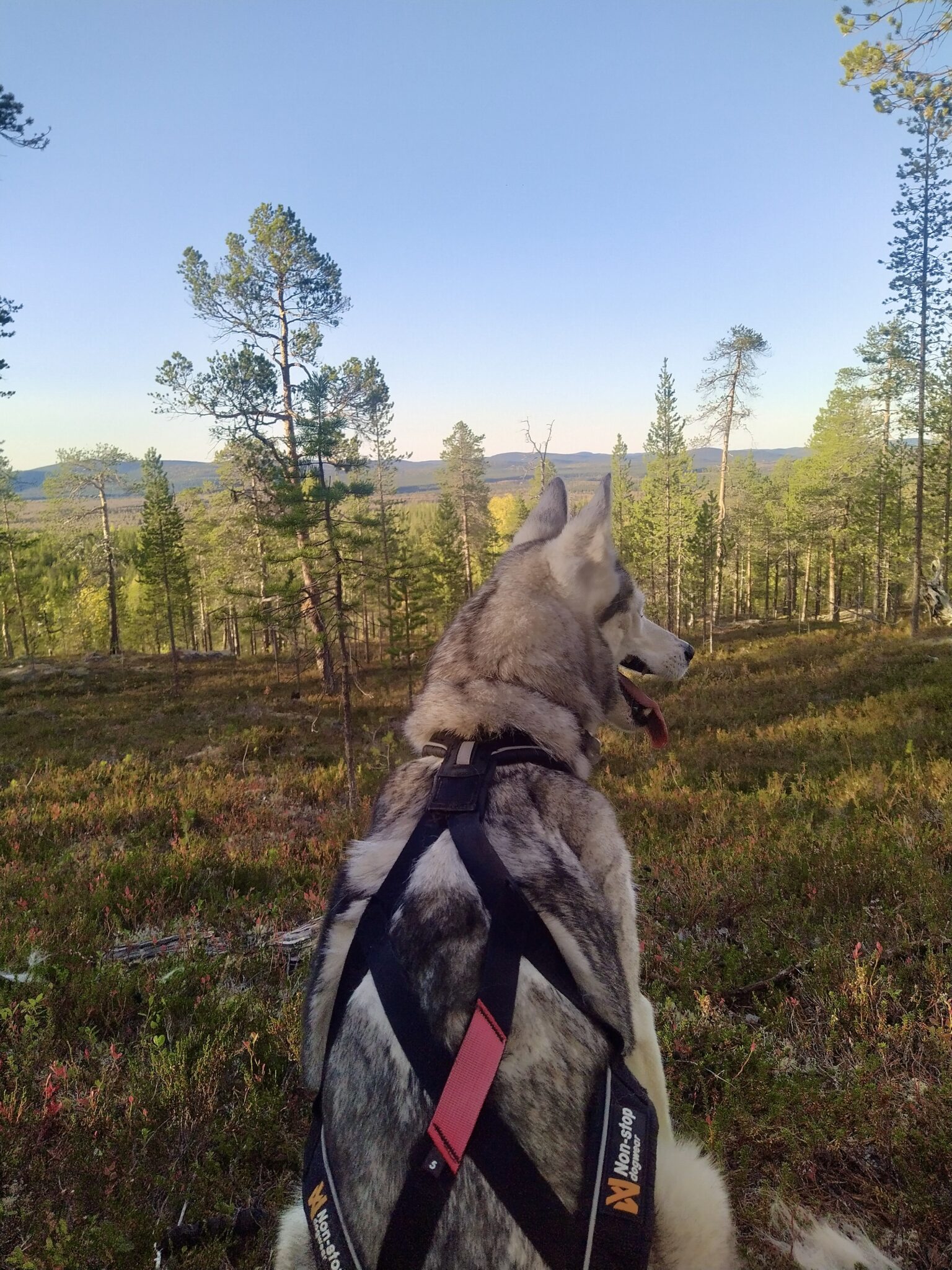 Husky Walk and Cuddles | 1-1,5h (easy) - Lapland North Destinations
